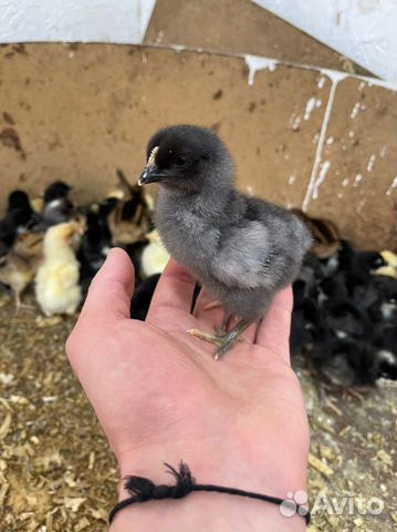 Суточные и подрощенные цыплята несушки