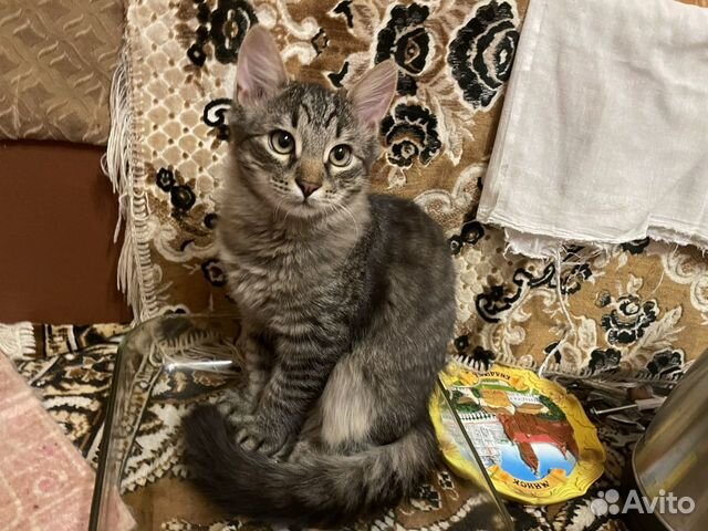 Кошка и котята