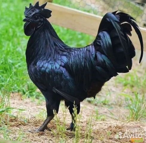 Петух ухейилюй