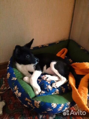 Девочка в добрые руки