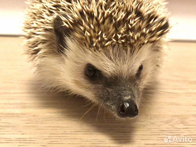 Африканский ежик