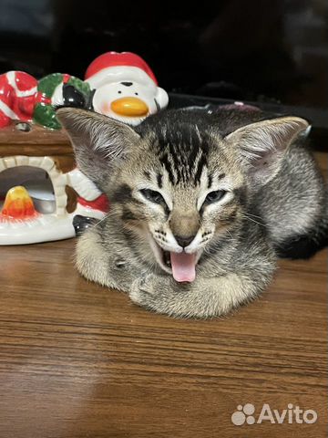 Ориентальные котята