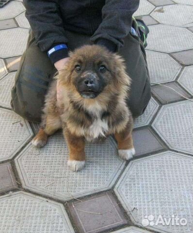 Щенок небольшой собачки в добрые руки