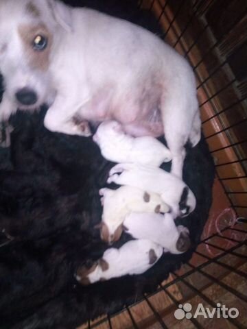 Щенки джек рассел осталась девочка 2 месяца