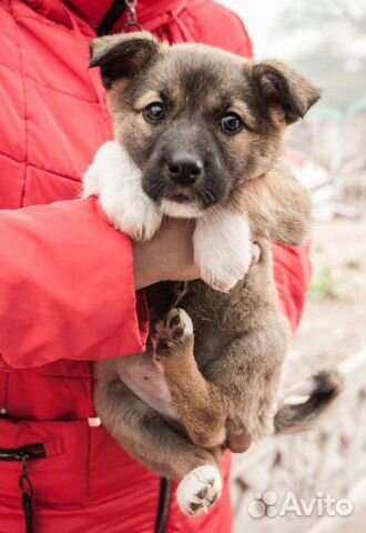 Щенок в добрые руки