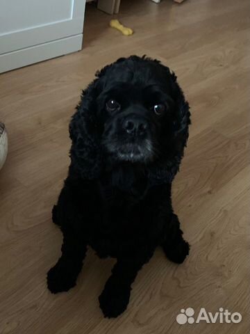 Кокер спаниель американский девочка