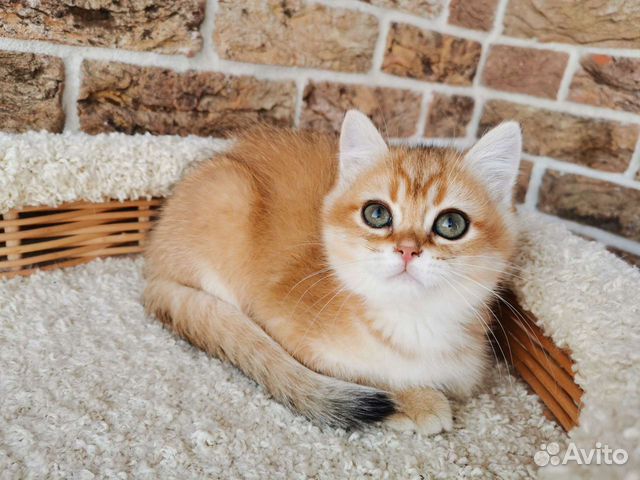 Золотой котик