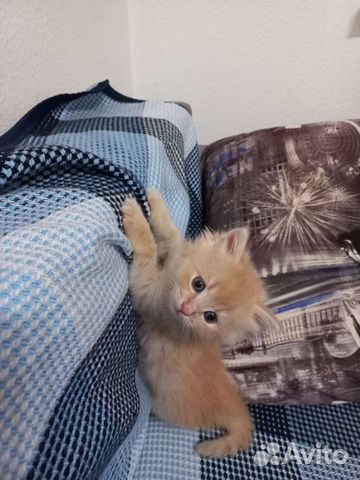 Котята сибирской кошки