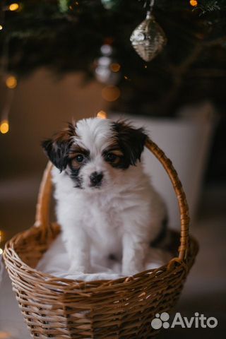 Щенки папийона