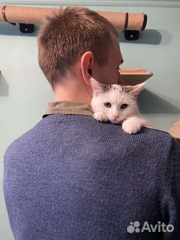 Котенок в добрые руки