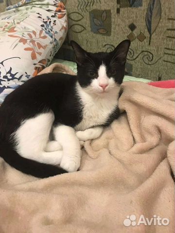 Котёнок кодовое имя Феликс