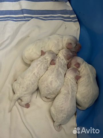 Щеночки Бишон Фризе