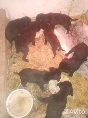 Щенки курцхаара