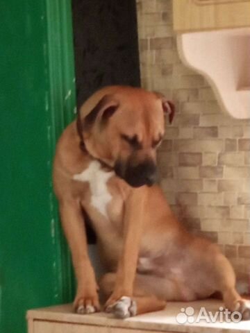 Стаффордширский терьер