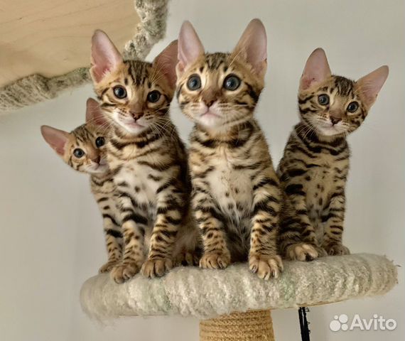 Бенгальские котята с документами