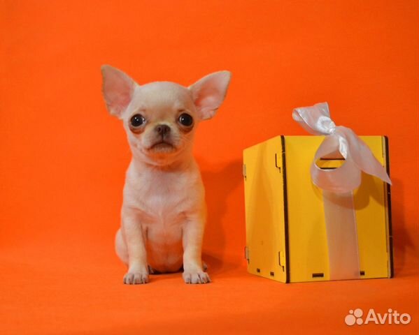 Кремовая красотуля чихуа