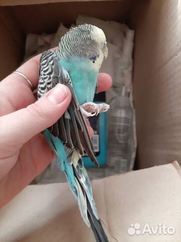 Найден волнистый попугай