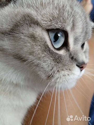 Шотландская прямоухая Кошка