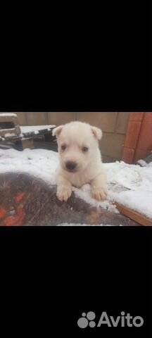Собака, сибирская хаски