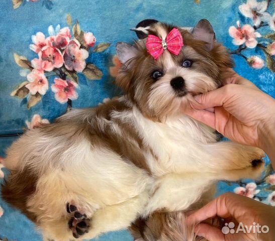 Йорк девочка с голубыми глазами