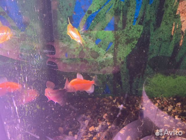 Рыба, сомик, барбус, курочка