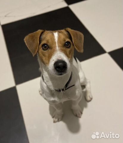 Джек расл терьер. Вязка бесплатно