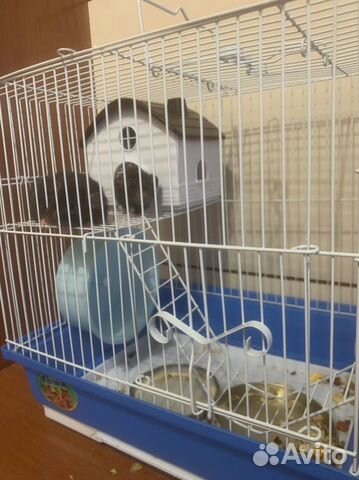 Декоративные крысята