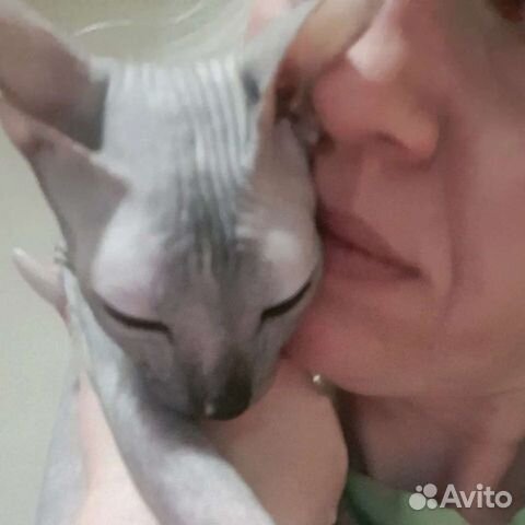 Донской сфинкс бесплатно