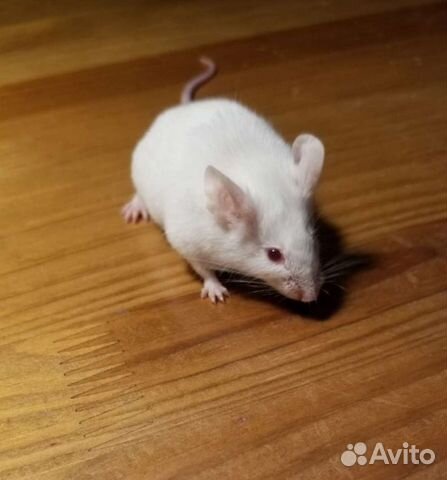 Кормовые мыши