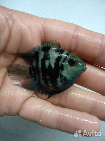 Попугай сапфировый