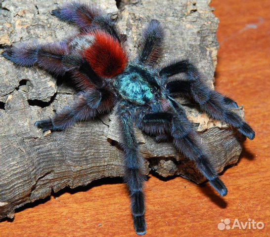 Паук Авикулярия Версиколор