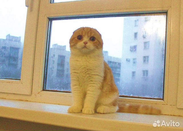 Котик фолд
