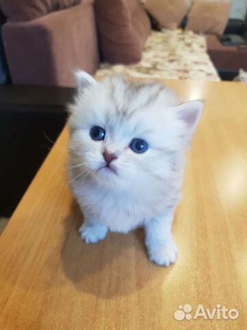 Шотландская Скоттиш Страй