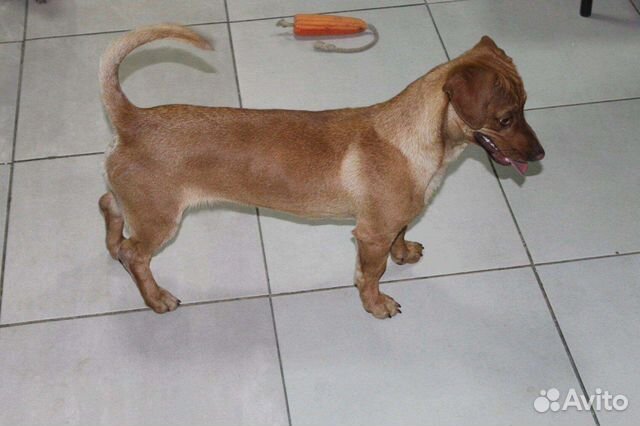 Мелкий пёс в добрые руки