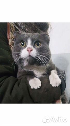 Кот ласковый бархатный 2 года