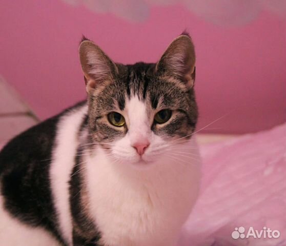 Луша ищет дом