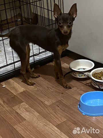 Русский - той девочка