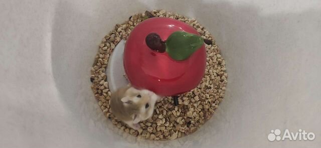 Хомячок роборовского