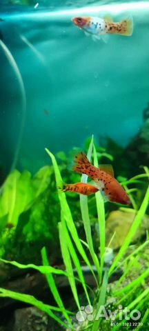 Меченосец трехцветный (кои)