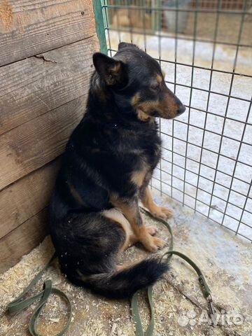 Небольшая собака в добрые руки