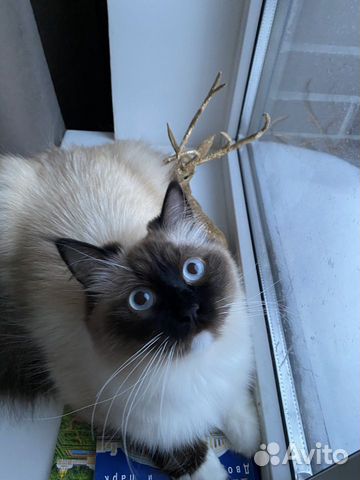 Вязка кошка Невская Маскарадная