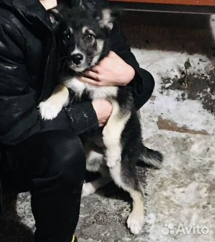 Щеночек девочка