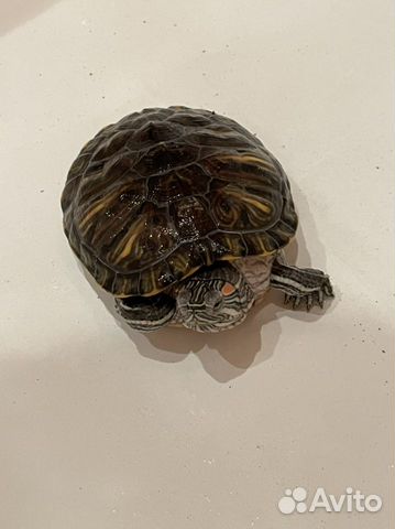 Красноухая черепаха с аквариумом