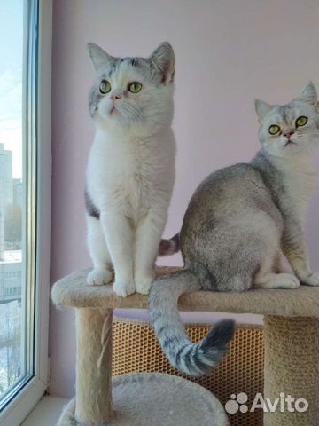 Шотландские подростки