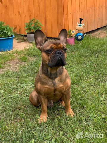 Французский бульдог кабель вязка