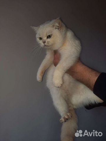 Серебряная шиншилла