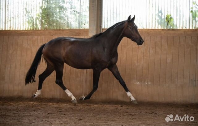 Кобыла от De Niro