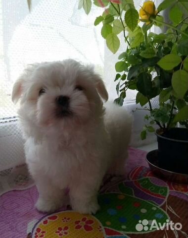 Мальтийские болонки РКФ девочка и мальчики