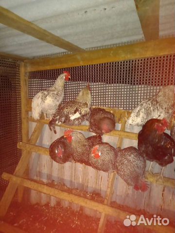 Куры петухи