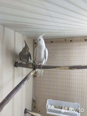 Попугай корелла